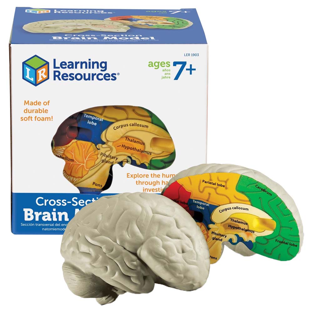 Learning Resources - Cross - Section Brain Model - BrainPlay