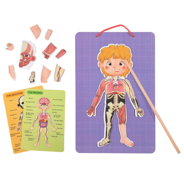 TookyToy - Body Magnetic Chart - BrainPlay