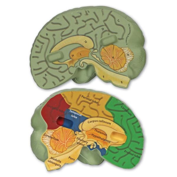 Learning Resources - Cross - Section Brain Model - BrainPlay