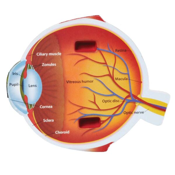 Learning Resources - Cross-Section Eye Model - BrainPlay